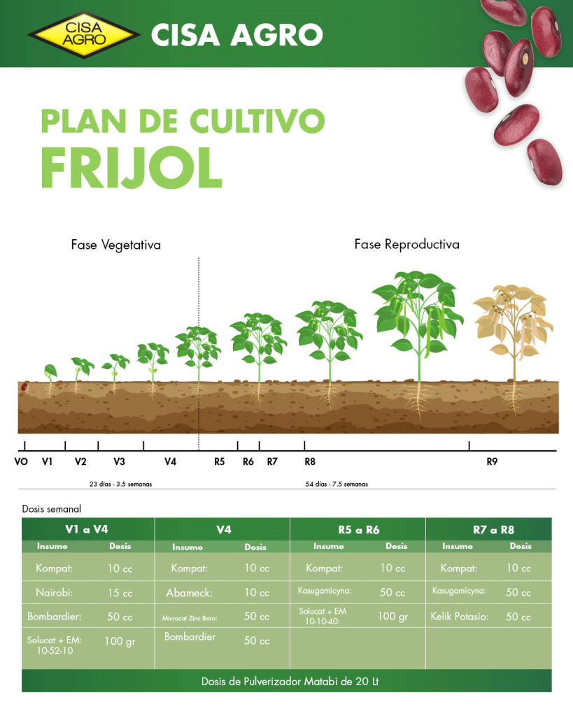 Frijol - CISA AGRO