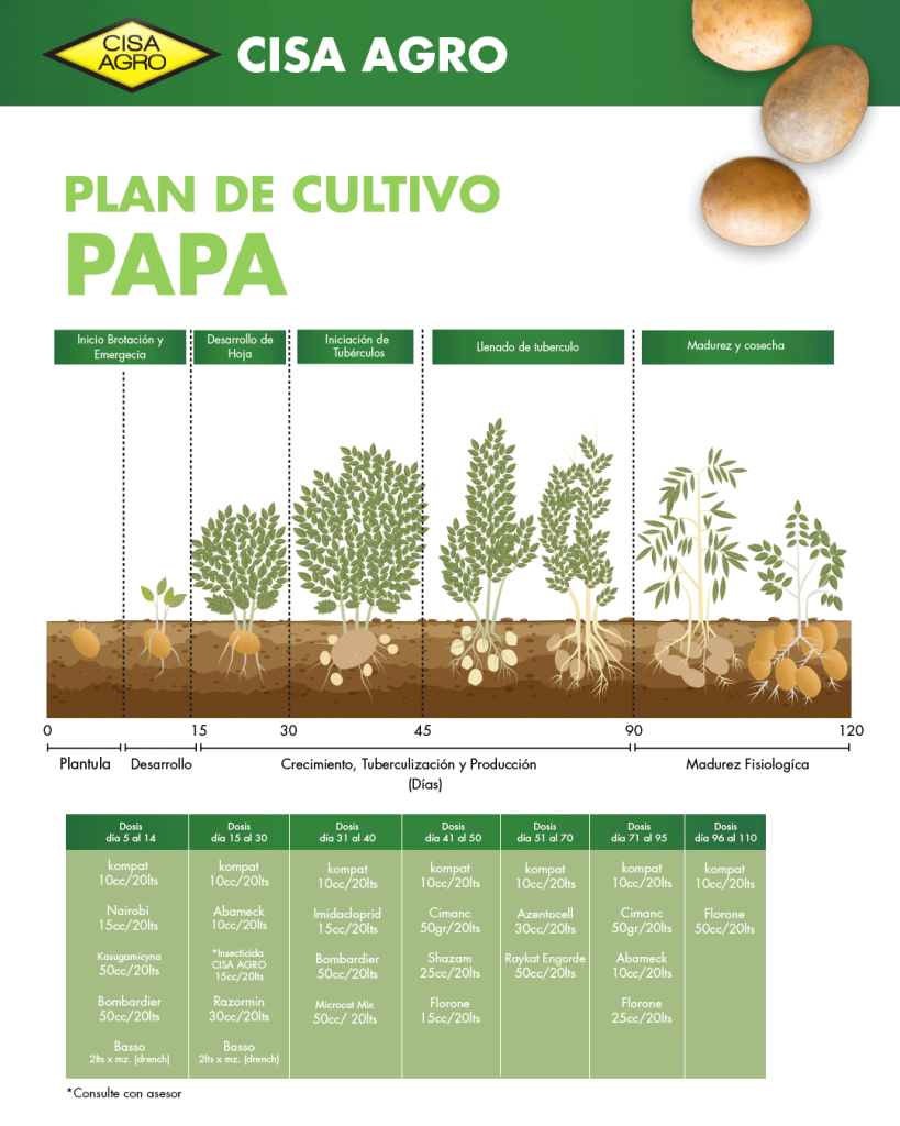 Papa – CISA AGRO