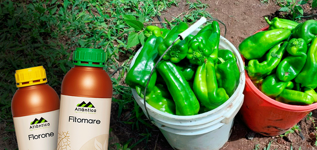 Informe sobre eficacia del regulador de crecimiento Florone + Fitomare ...